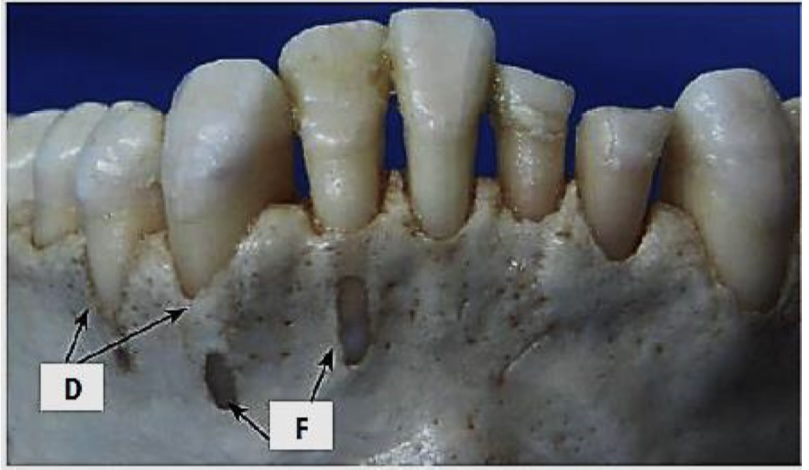 Glossaire Terminologie parodontale